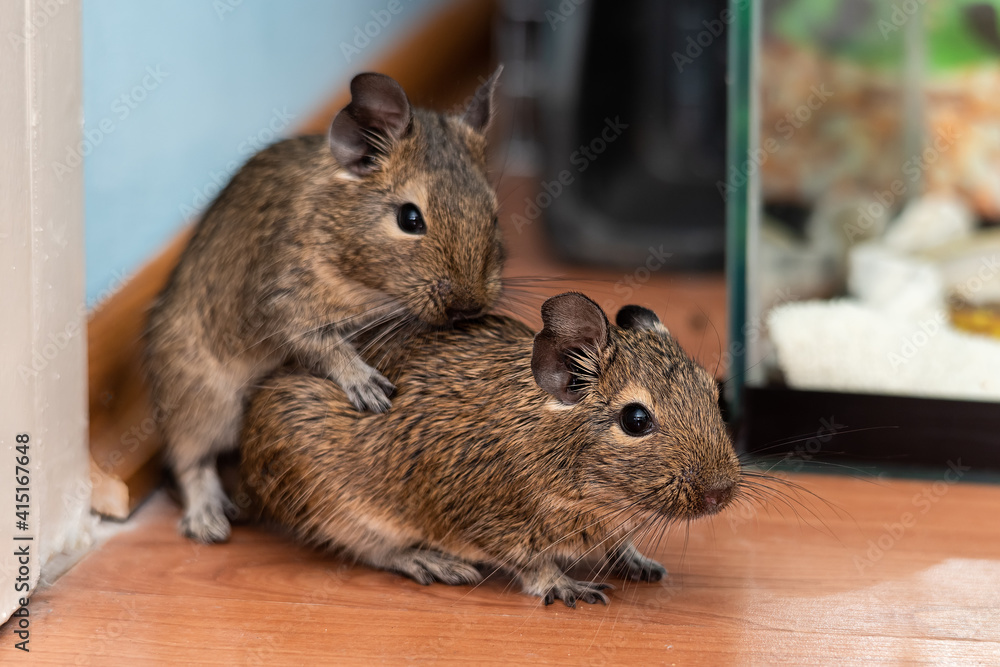 Mating of Common degu. Exotic animal for domestic life. The common degu ...