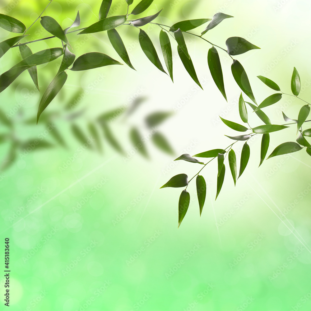 Medicinal neem leaf isolated on white background. Green leaf in South ...