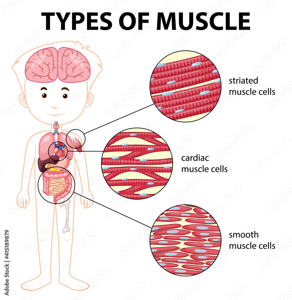 Types of muscle cell diagram Stock Vector | Adobe Stock