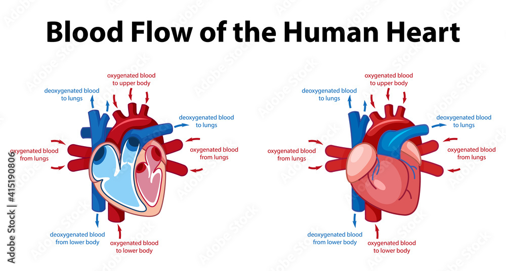 Information poster of human heart diagram Stock Vector | Adobe Stock