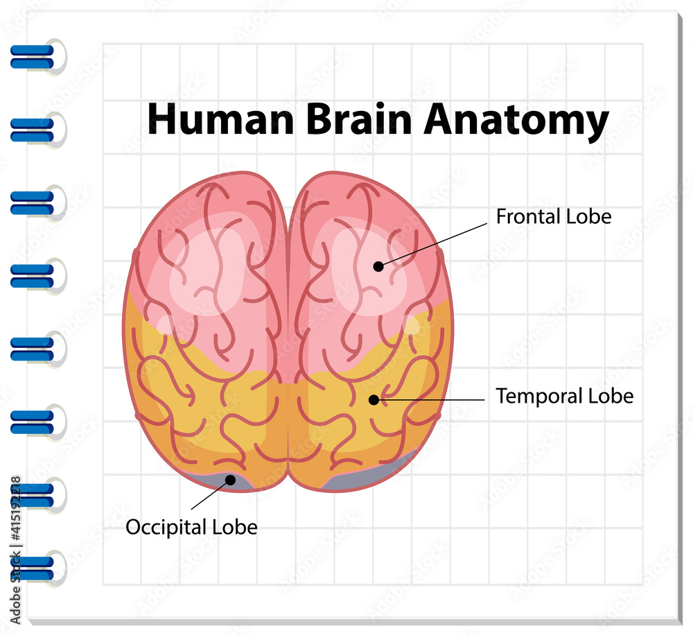 Information poster of human brain diagram Stock Vector | Adobe Stock