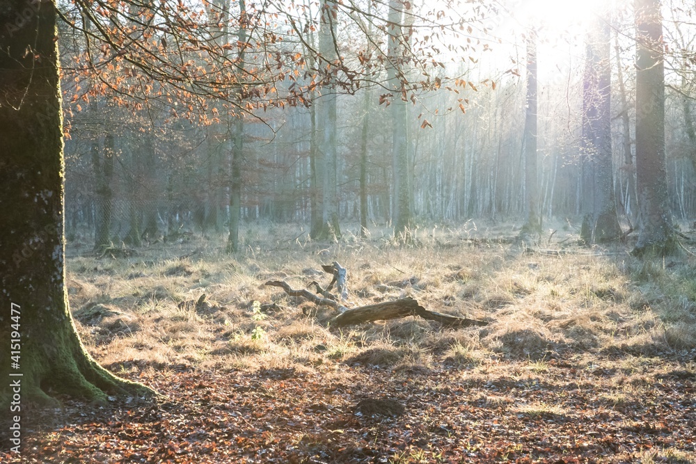 Lonely forest clearing with tree trunk in autumn twilight sun. Soul of ...
