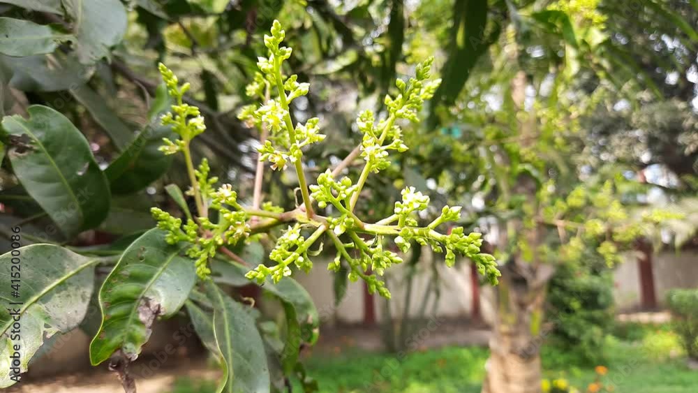 Mango flower blossom, Aam ka Manzar. inflorescence and immature fruits ...