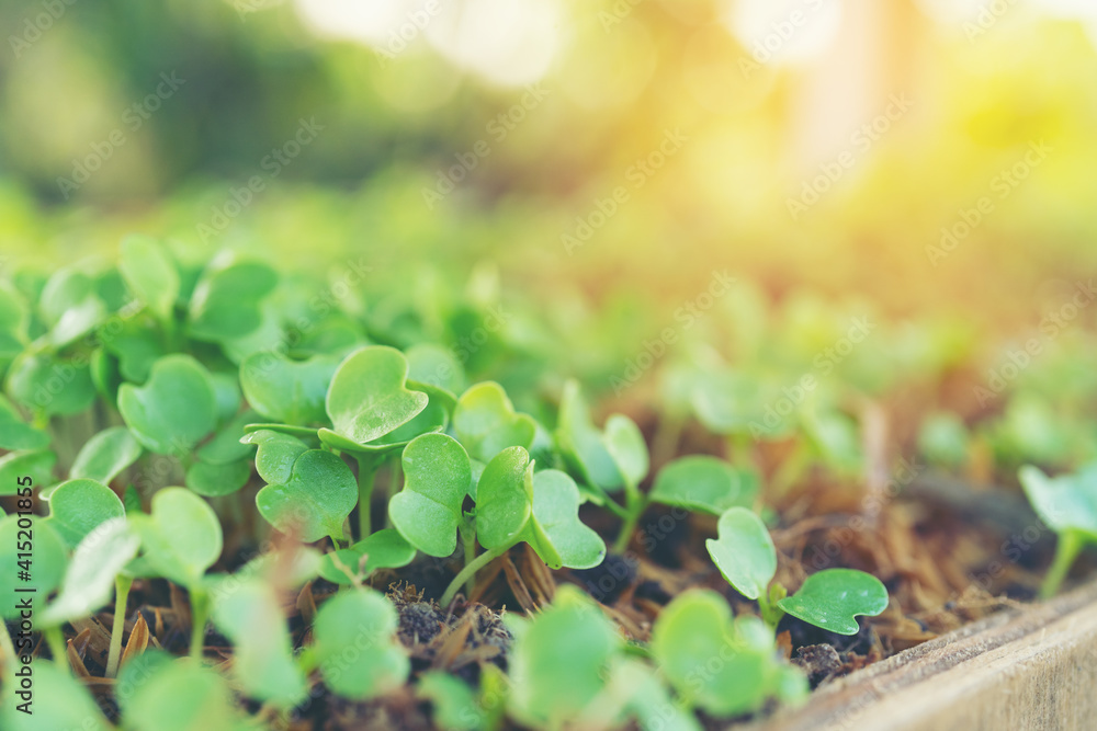Plant sprouts in the field; pansy seedlings in the farmer's garden ...