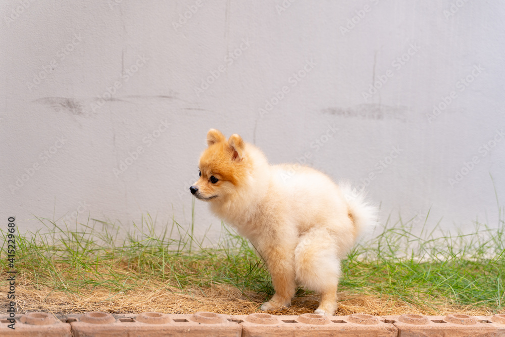 Cute small Pomeranian dog pooping out of prepared area. dog terrier ...