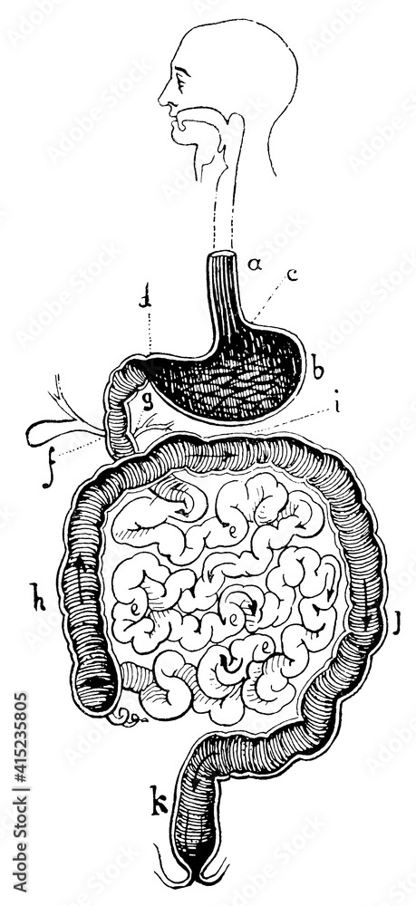 Human digestive system. Illustration of the 19th century. Germany ...