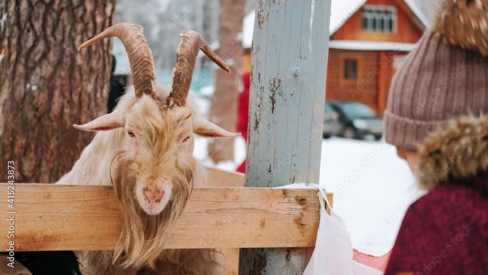 Goat in winter in the pen. The goat looks into the camera. Farm. Goat ...