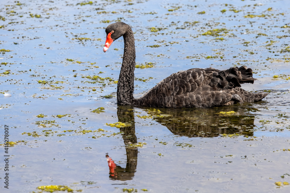 Australian Black Swan with reflection Stock Photo | Adobe Stock