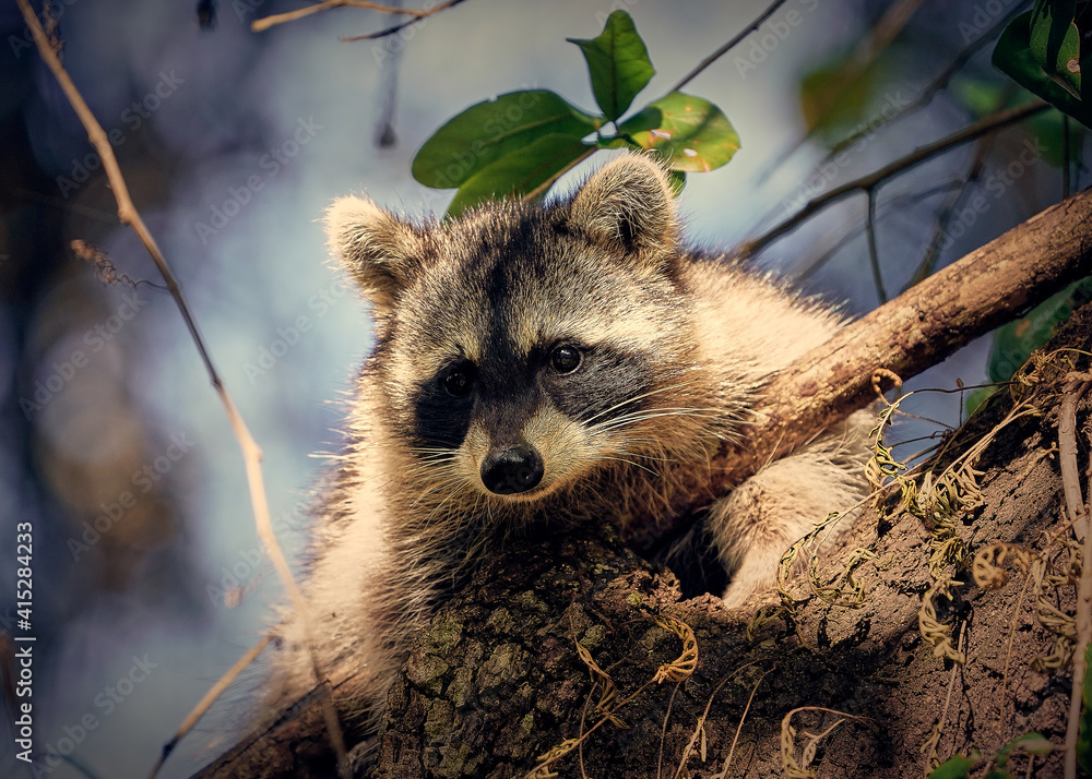 mapache subido encima de un arbol mirando hacia abajo Stock Photo ...