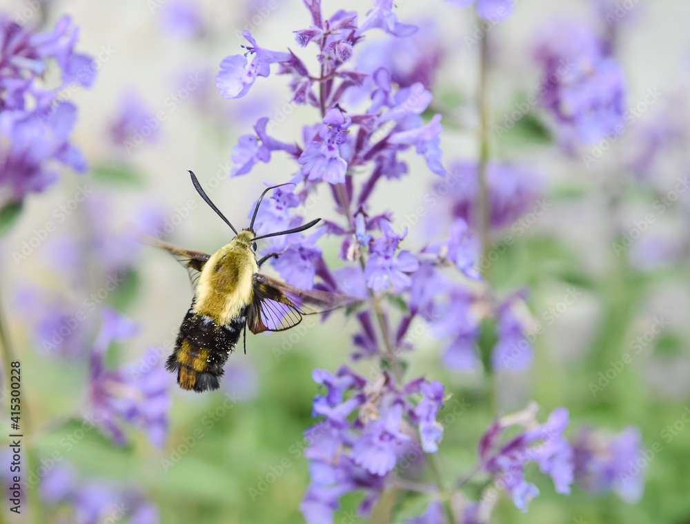 Hummingbird Clearwing Moth (Hemaris thysbe) pollinating the purple ...