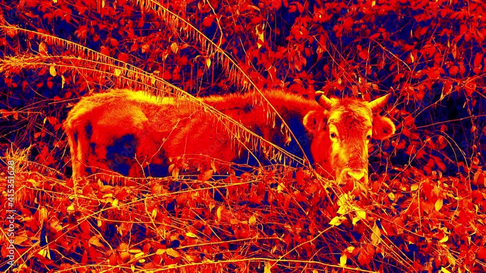 Cows in live often on separate pasture. Scanning animal's body ...