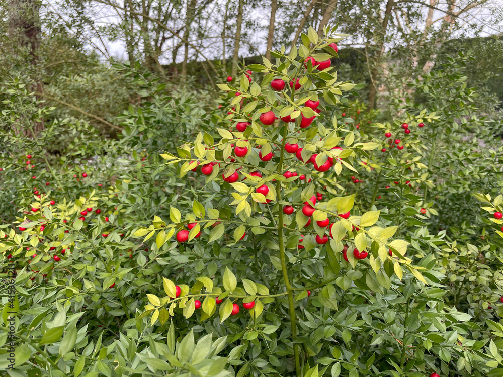 Lush Winter Green Foliage and Red Berries on the Evergreen Butcher's ...