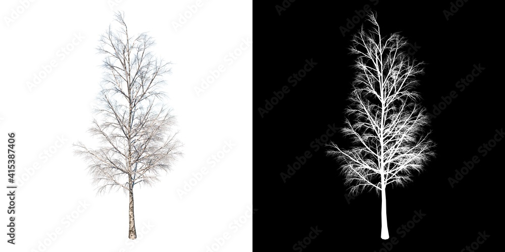 Front view of Plant (Snowy Tree Winter 13) Tree png with alpha channel ...