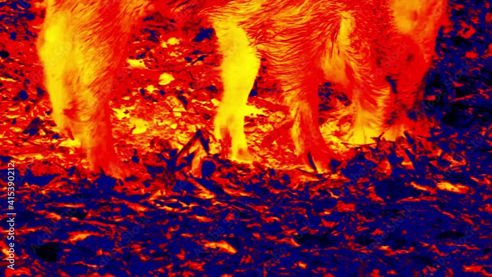 Wild boar in the night forest. This is how a hunter sees a boar in a ...