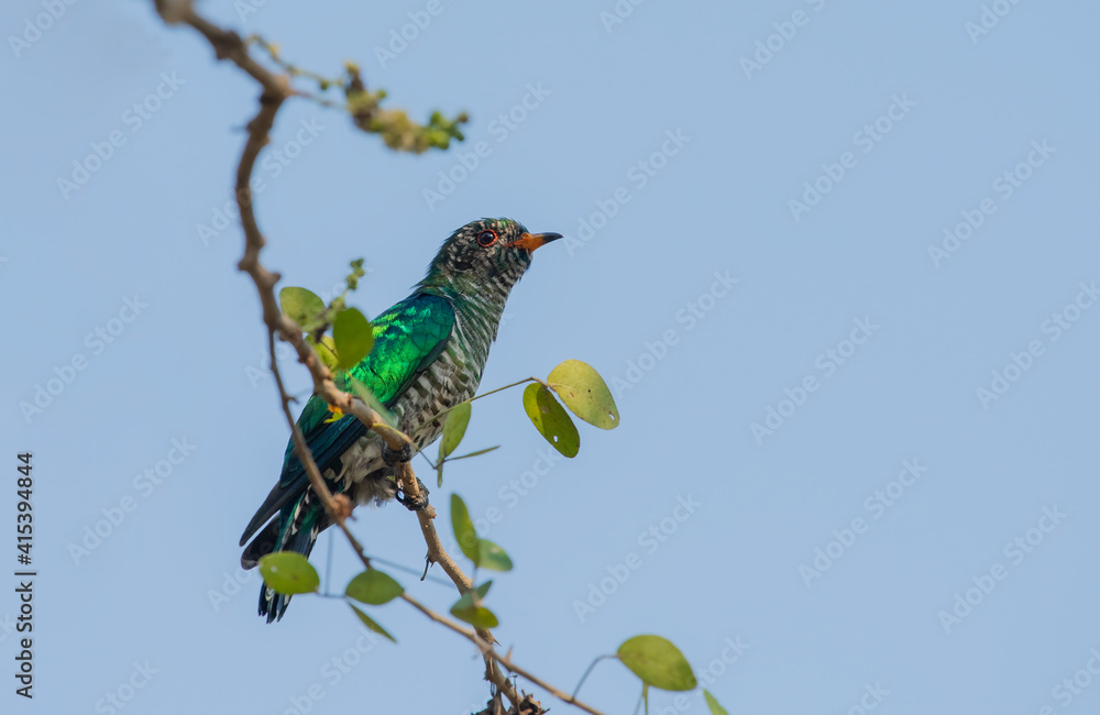 birds are green, beautiful in nature Asian Emerald Cuckoo Stock Photo ...