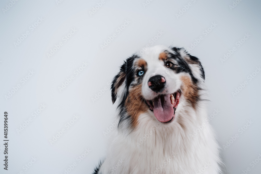 Headshot of australian breed dog with brown and blue eyes in white ...
