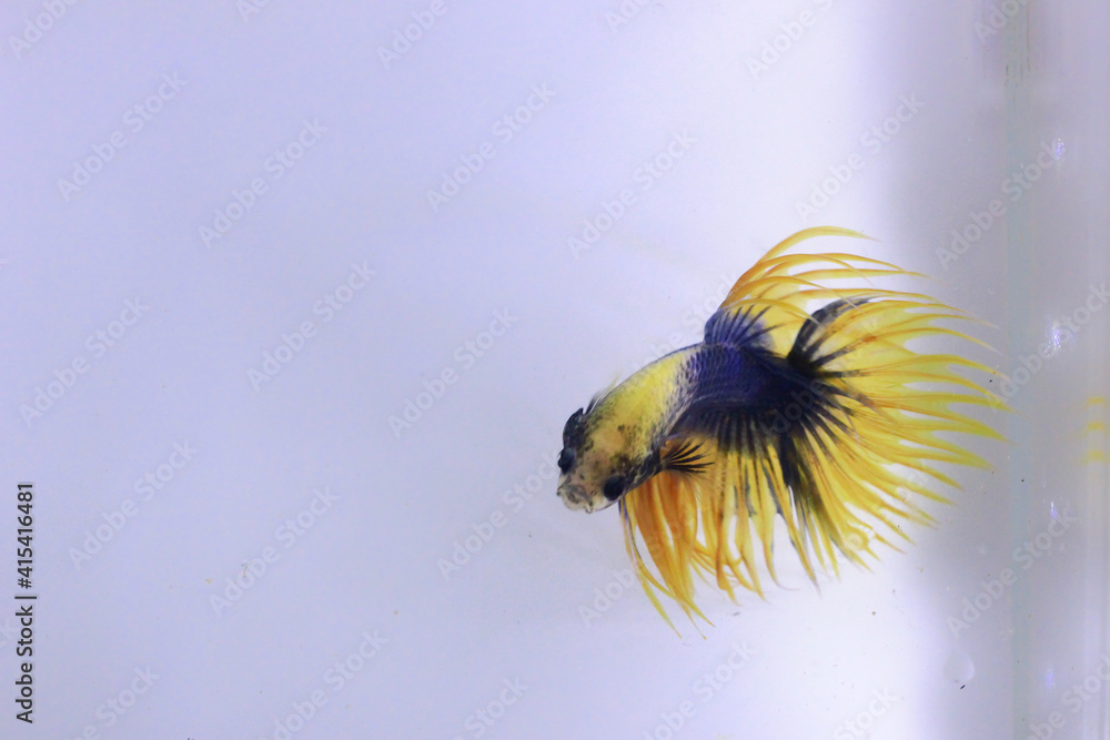 blue crowntail betta fish. The betta fish is blue on the body with a ...