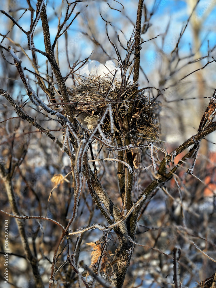 Bird nest filled with snow on a wintry day with blue sky Stock Photo ...