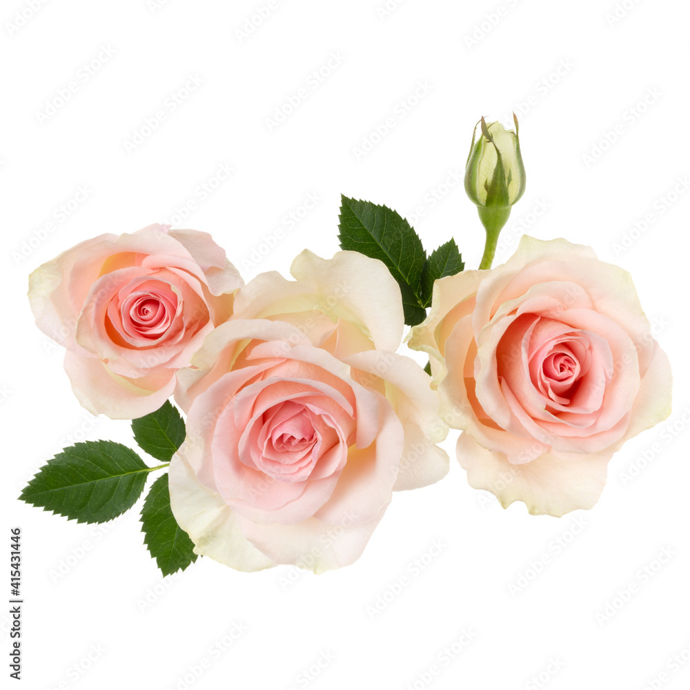 three pink roses isolated over white background closeup. Rose flower ...