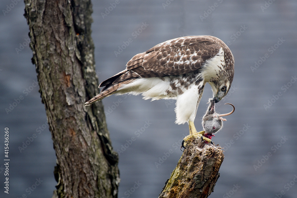 Juvenile red tailed hawk with prey Stock Photo | Adobe Stock