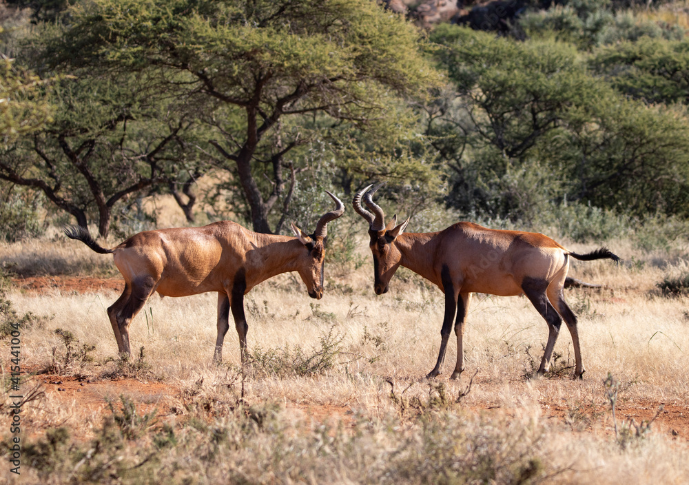 Sparring Red Hartebees in Mokala National Park, Kimberley, South Africa ...