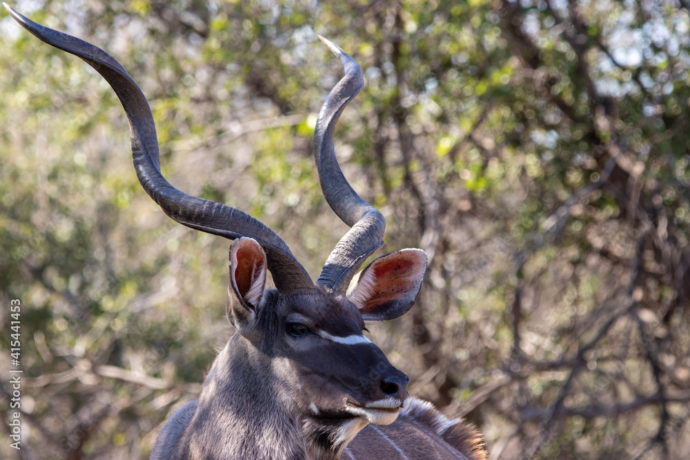 Kudu bull in Mokala National Park, Kimberley, South Africa Stock Photo ...