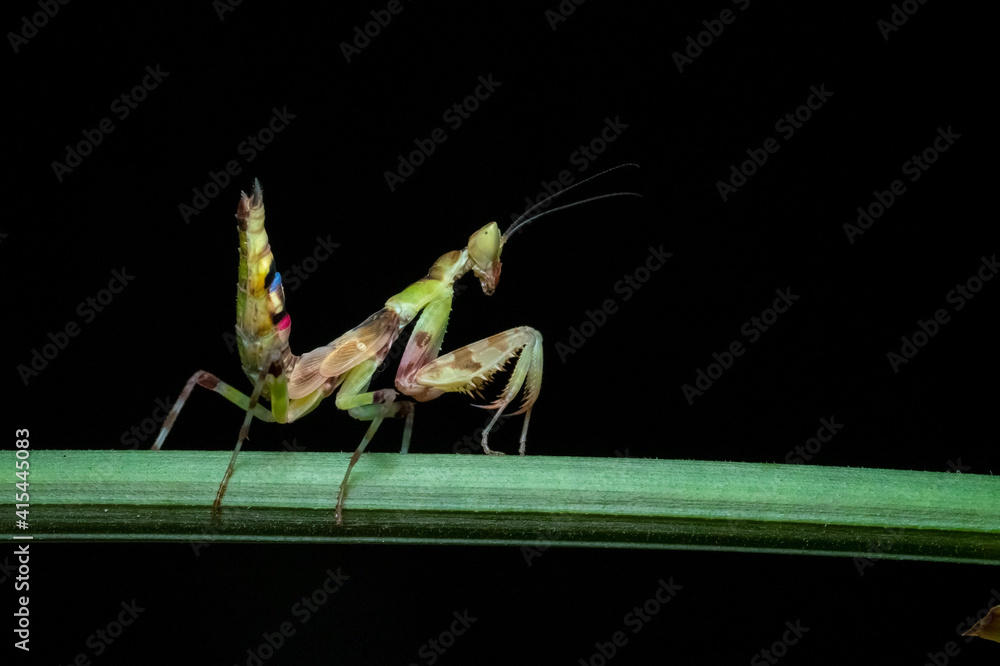 praying mantis Stock Photo | Adobe Stock