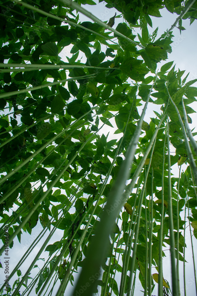 Huge jute fields. Rows of jute. As if trying to touch the sky. Jute ...