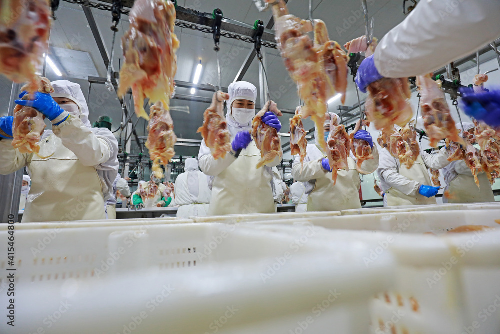 The workers are busy in a modern broiler processing factory on the ...
