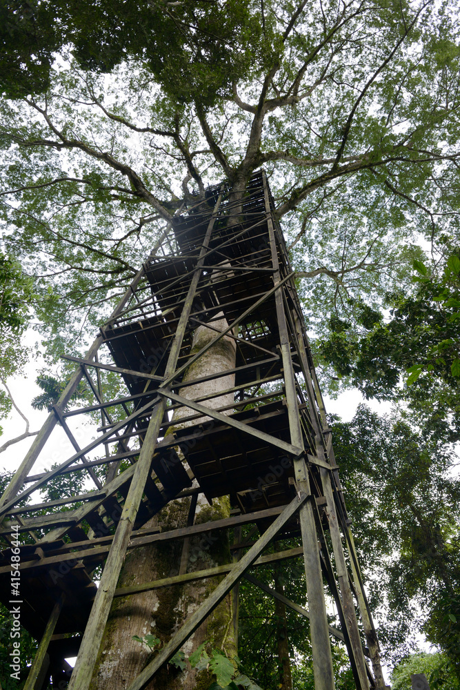 Jungle observation tower, La Selva Amazon Jungle Lodge, Orellana ...
