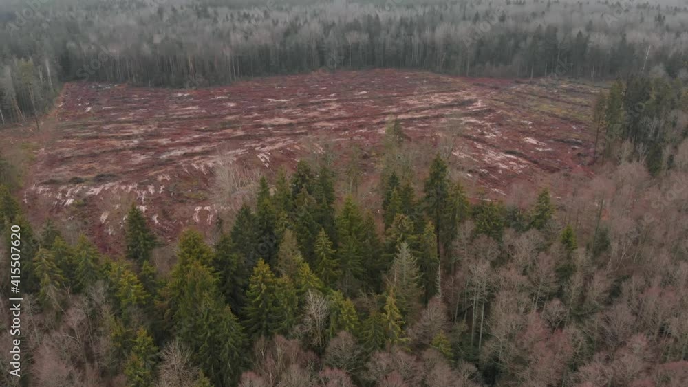 Problem of deforestation. Panorama of forest plot with an empty area ...