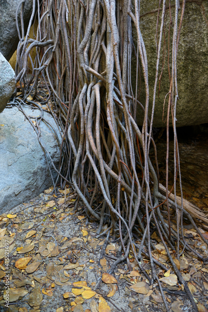 Tree roots hanging from large boulders, The Baths, Virgin Gorda ...