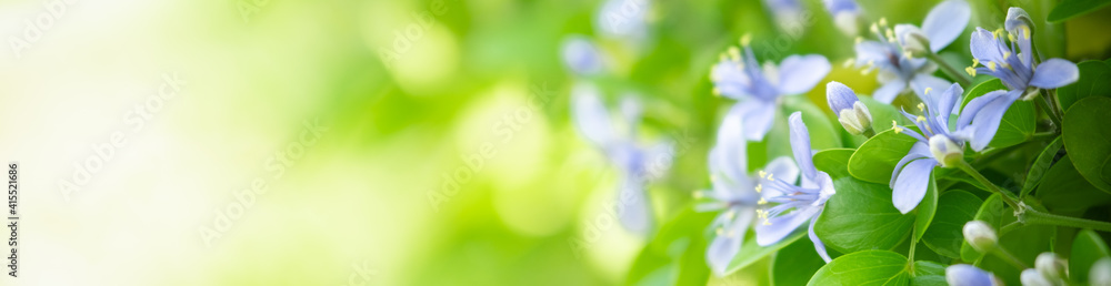 Nature of flower in garden using as cover page background natural flora ...