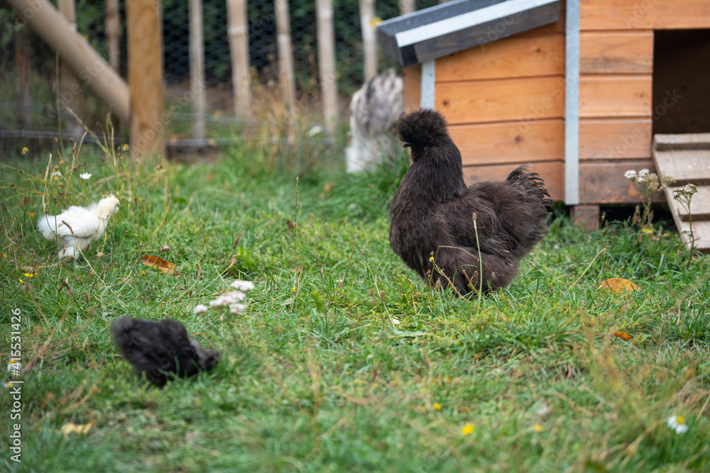 Silk chicken hen (silkie) on a farm with a chicken coop and with some ...