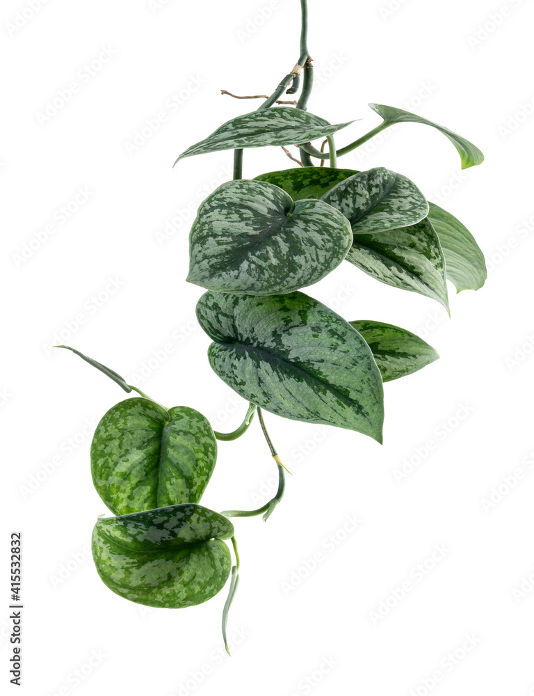Scindapsus pictus leaves, Satin Pothos plant, Exotic foliage isolated ...