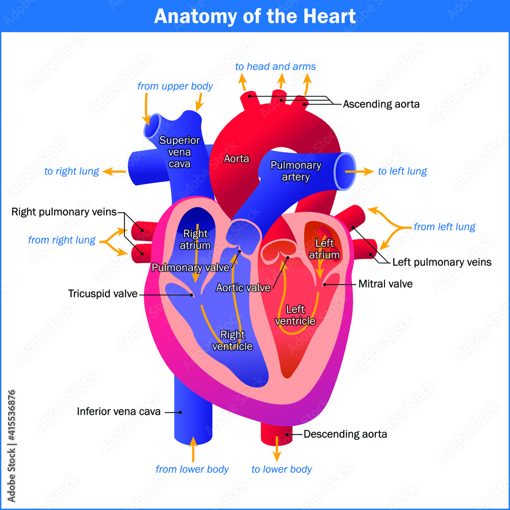 human heart anatomy model isolated vector EPS file Stock Vector | Adobe ...