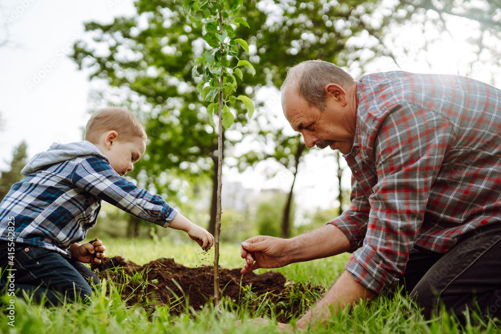 Planting a family tree. Little boy helping his grandfather to plant the ...