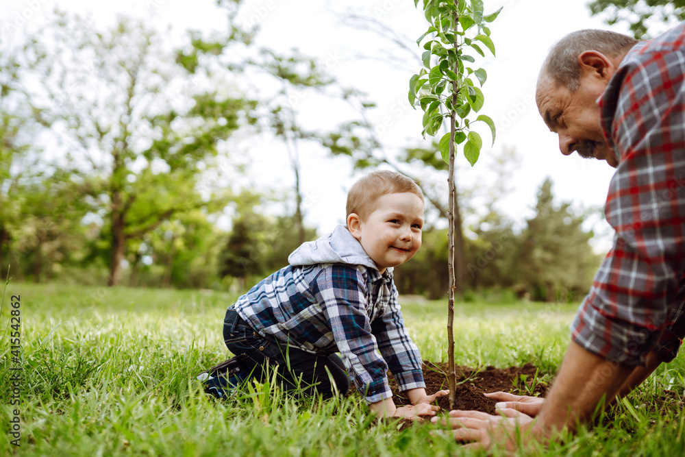 Planting a family tree. Little boy helping his grandfather to plant the ...