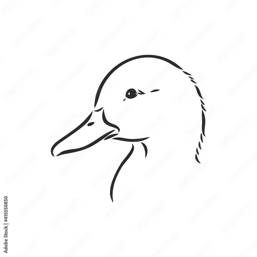 Hand drawn duck animal vector illustration. Sketch isolated on white ...