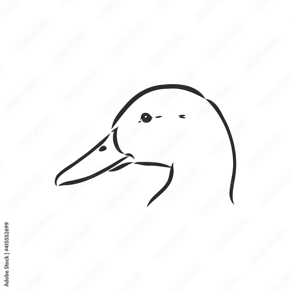 Hand drawn duck animal vector illustration. Sketch isolated on white background with pencil and ...