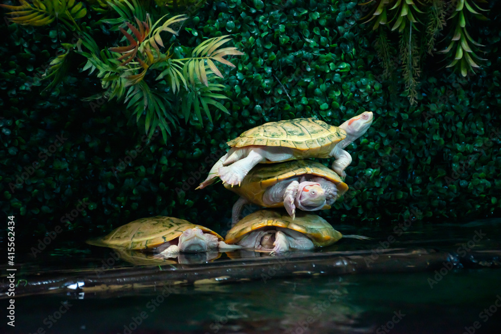 The white turtles stacking themselves on three floors are a miracle ...