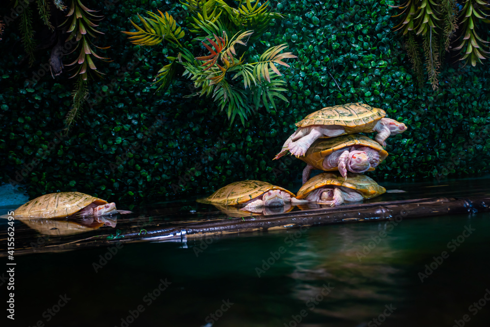 The white turtles stacking themselves on three floors are a miracle ...