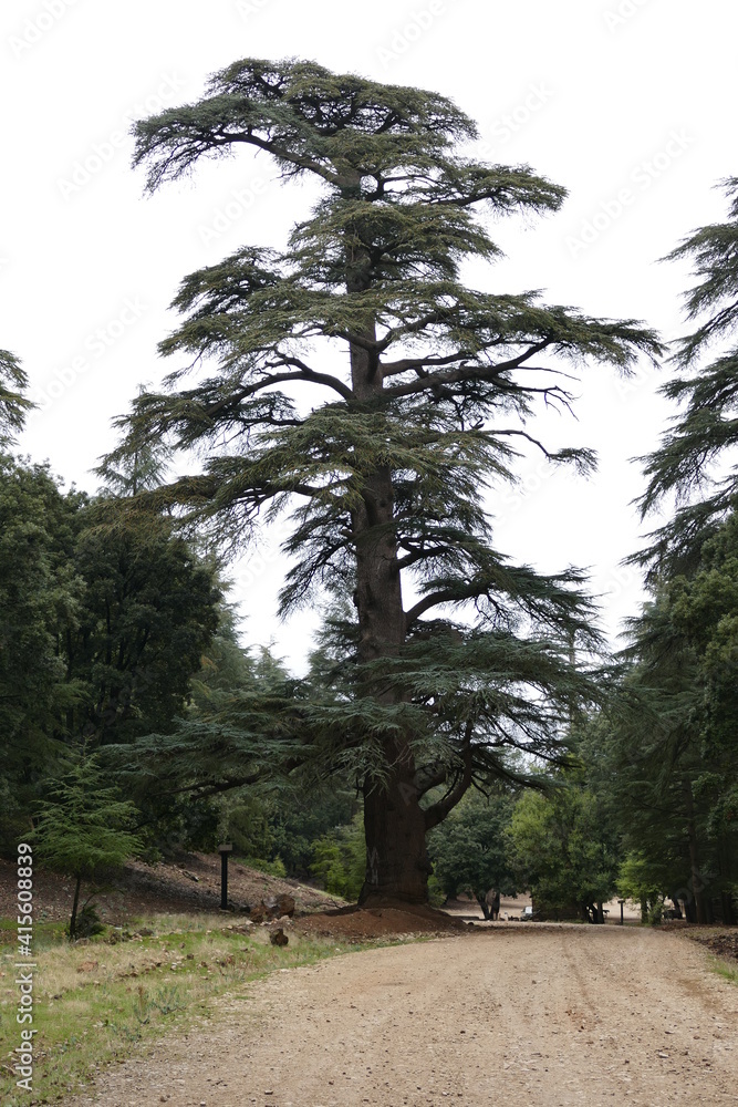 View of a beautiful huge cedar tree in the Cedar Forest near Ifrane and ...