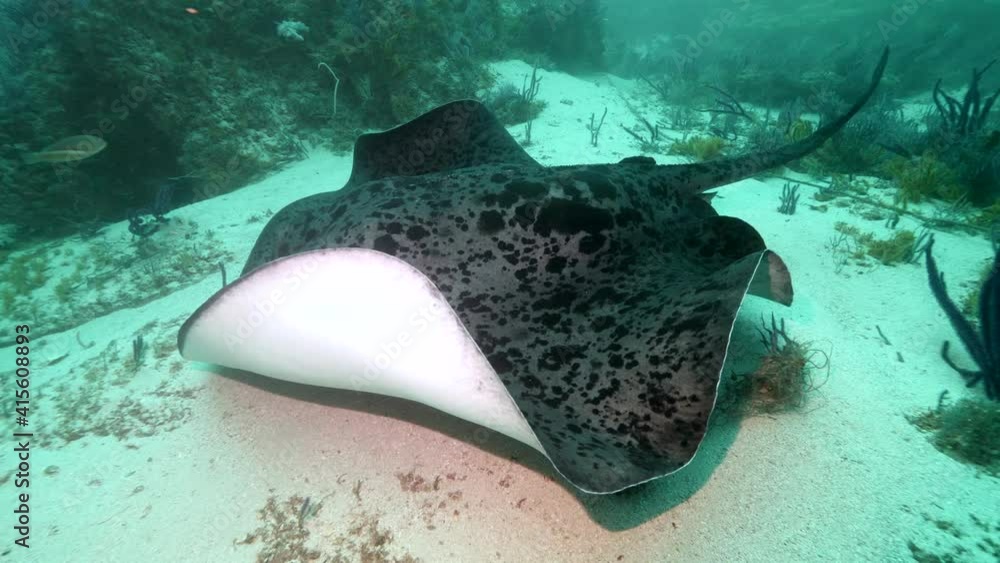 Vidéo Stock Tracking shot of roundray stingray (Myliobatoidei ...