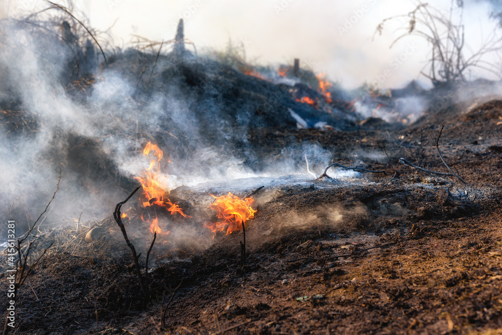 Fire flame burning garbage spreads over the grassy forest while ...