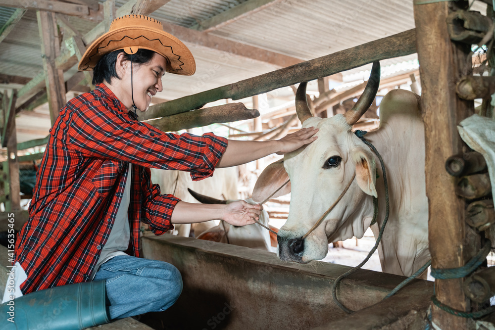 cowboy man smiles wearing cowboy hat while stroking cow head in the ...