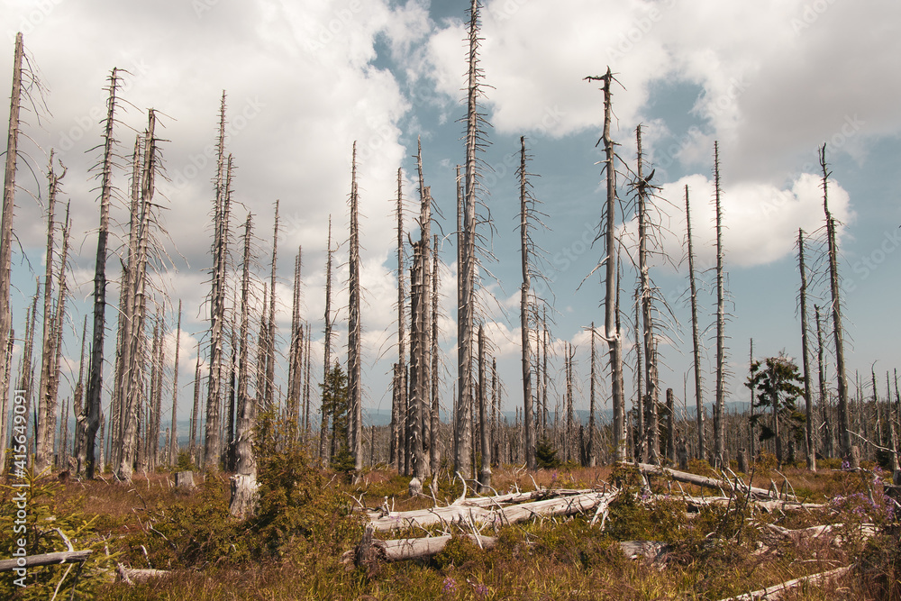 destroyed Šumava landscape is trying to regain its diverse vegetation ...