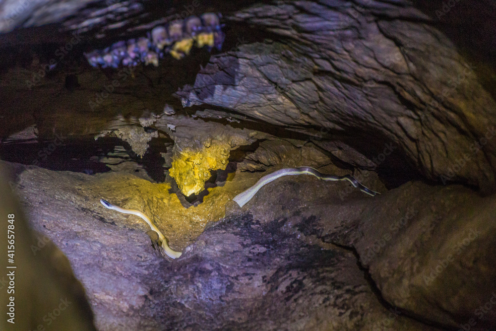 Ridley's beauty snake (also cave dwelling ratsnake or cave racer ...