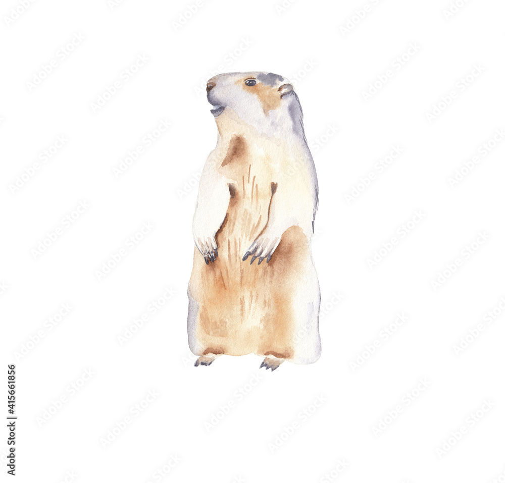 Watercolor gopher illustration. Cute little mountain animal. Hand drawn ...