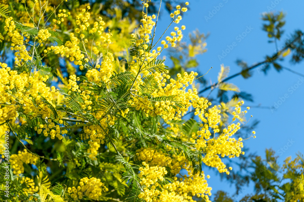 Acacia dealbata, also known as silver wattle and mimosa, is an ...